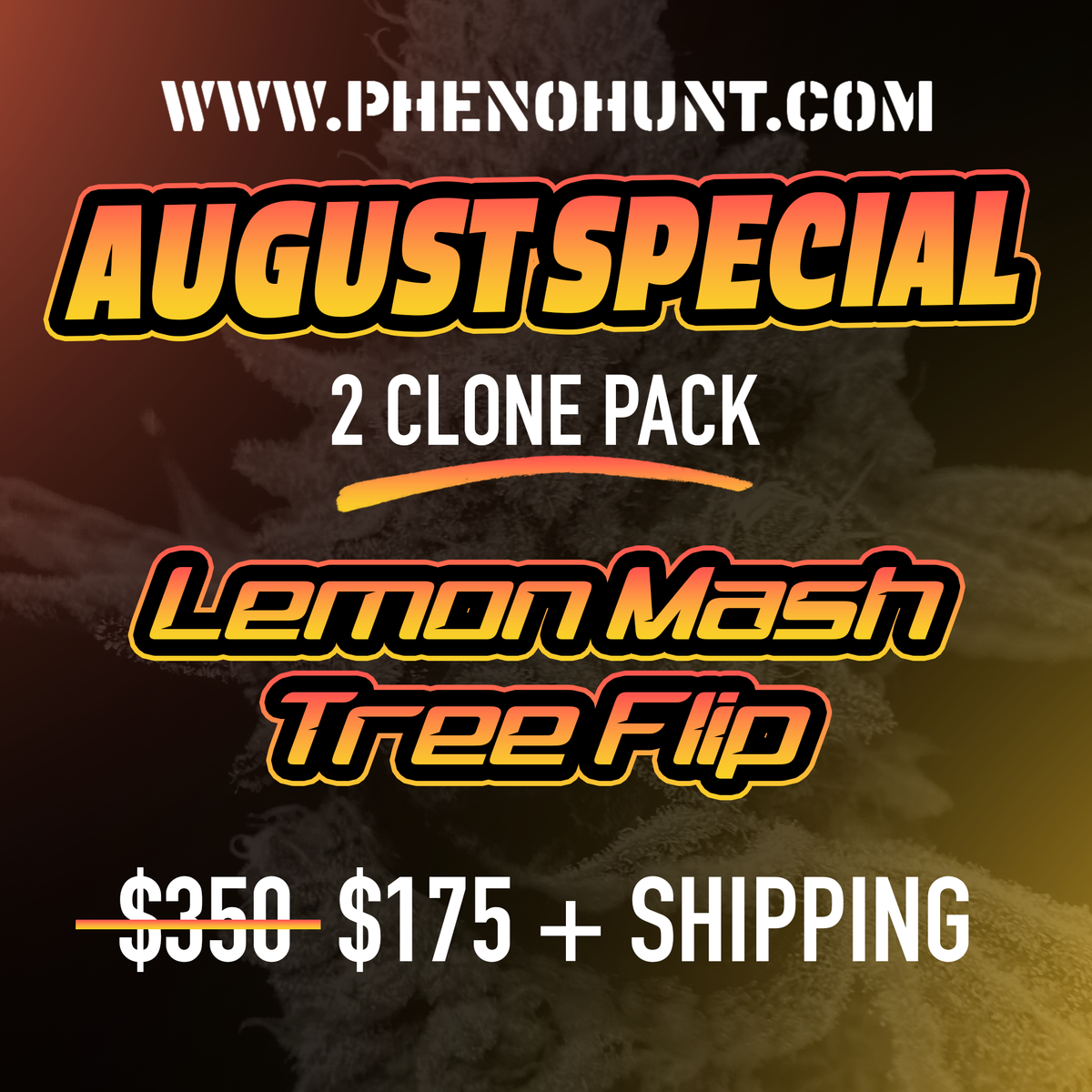 Phenohunt Exclusive August Clone Bundle – PHENOHUNT