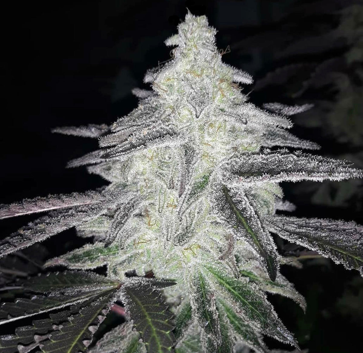 MAC1 Clone - Capulator – PHENOHUNT