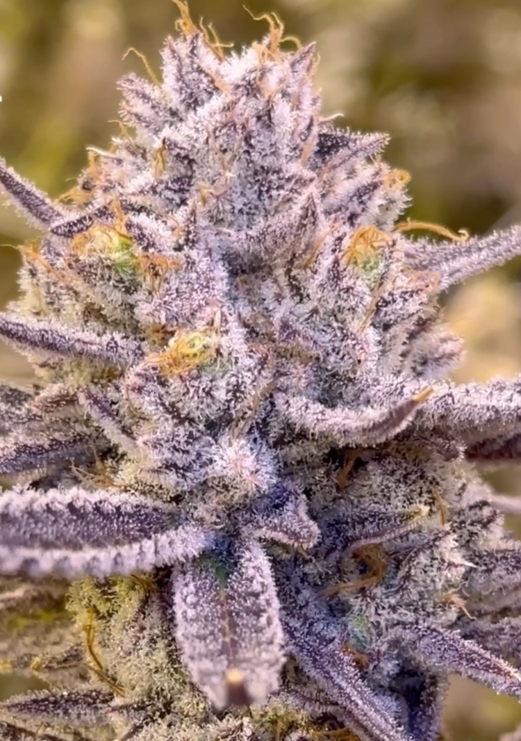 Phenohunt - Professional Quality Clones Delivered Anywhere in the US ...