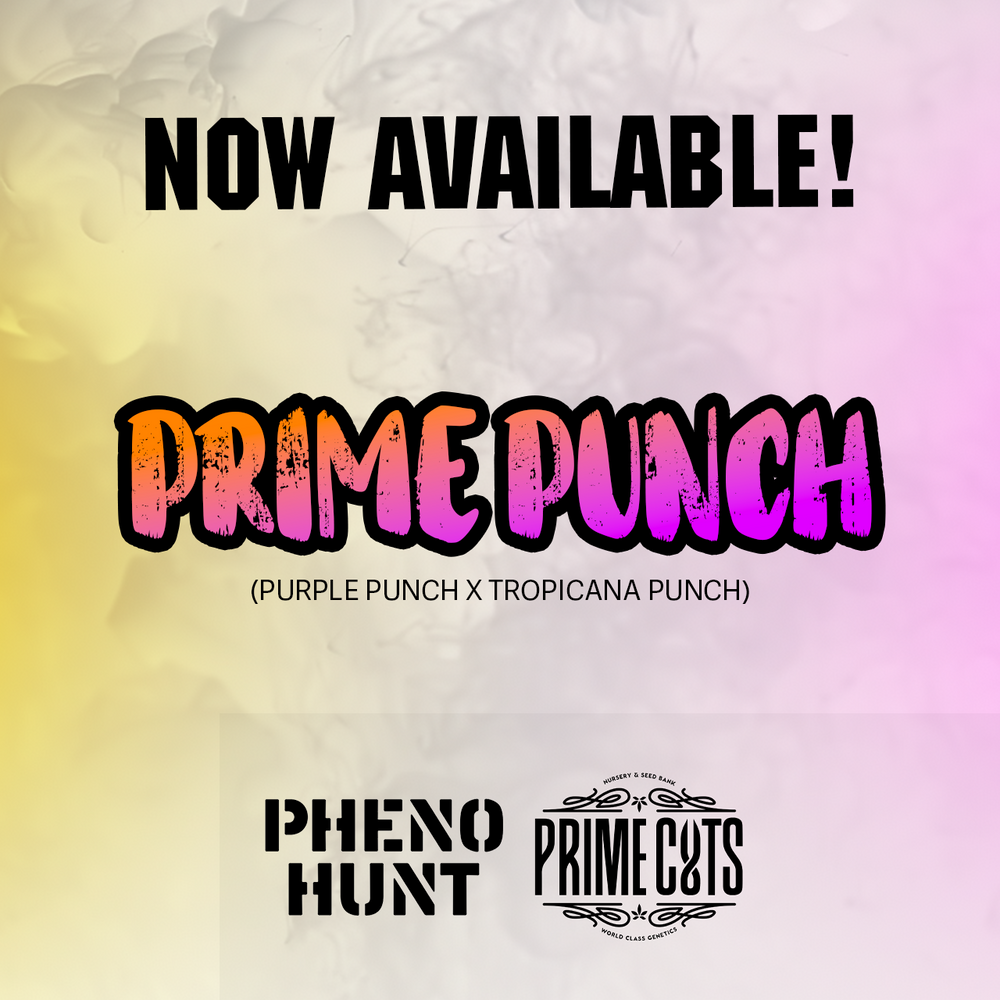 Prime Punch Clone - Prime Cuts Nursery – PHENOHUNT